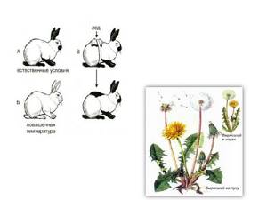 Basic concepts of genetics. Biology 10th grade Zakharov